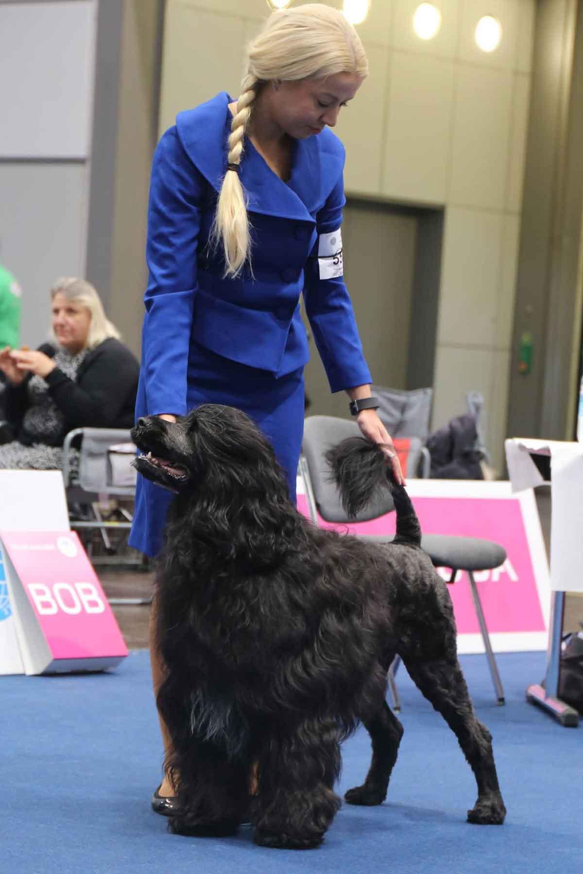 World Dog Show Leipzig / German Winner - WaterdogsWaterdogs
